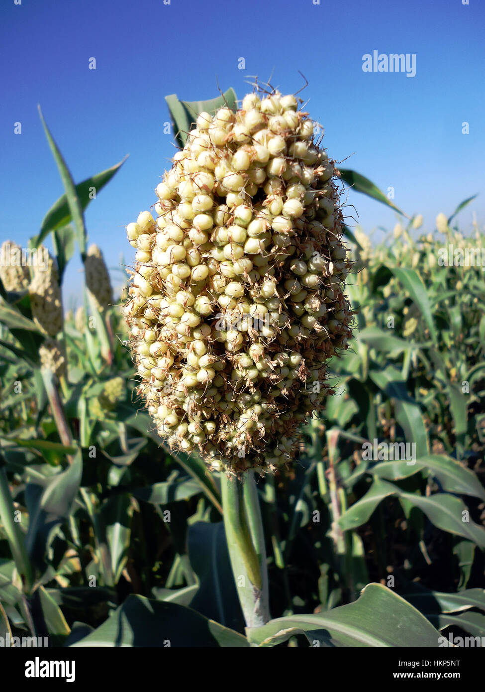 Jowar field india hi-res stock photography and images - Alamy