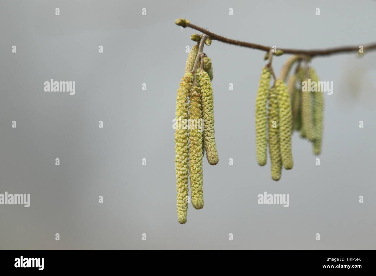 Drooping catkin hi-res stock photography and images - Alamy
