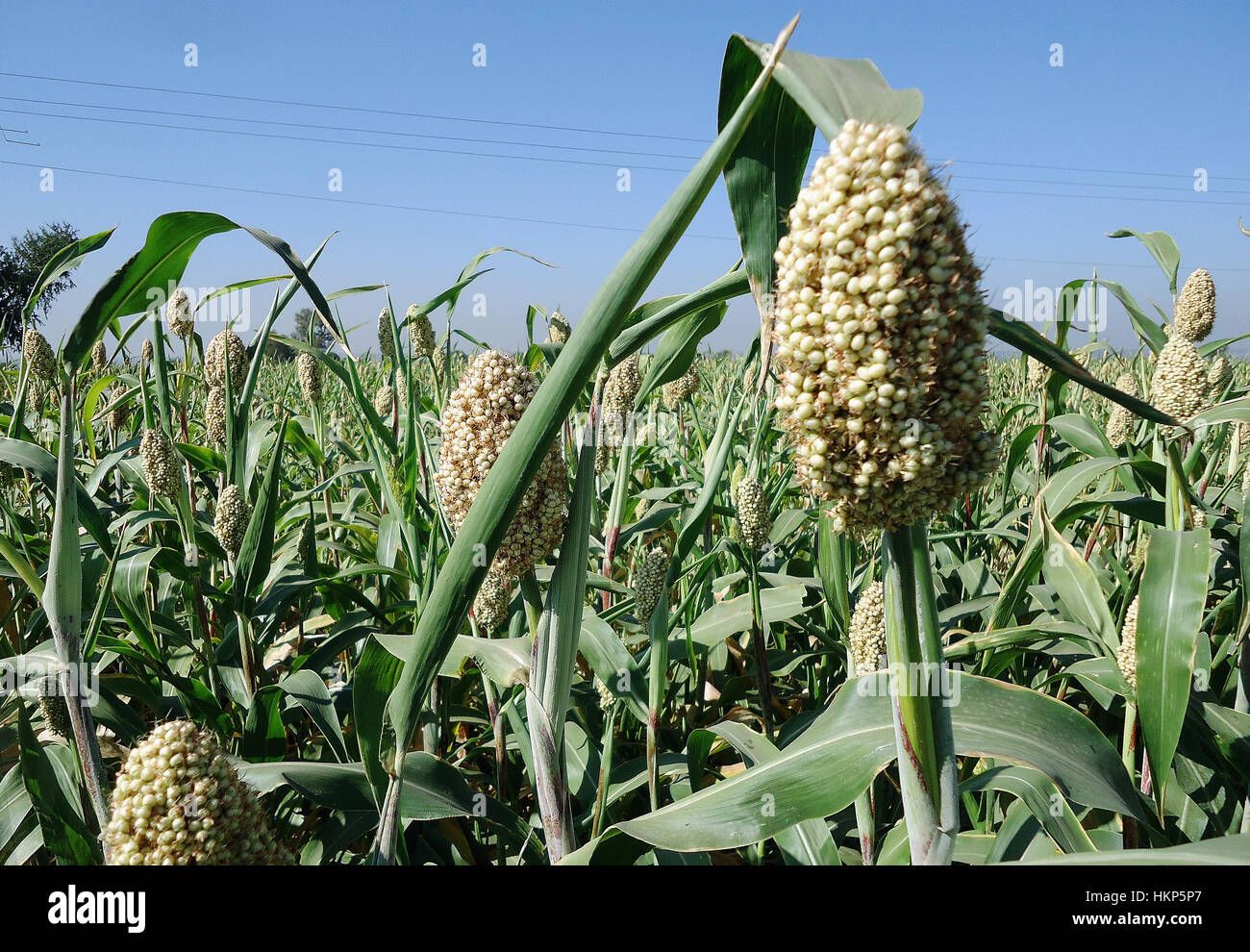 Jowar crop hi-res stock photography and images - Alamy
