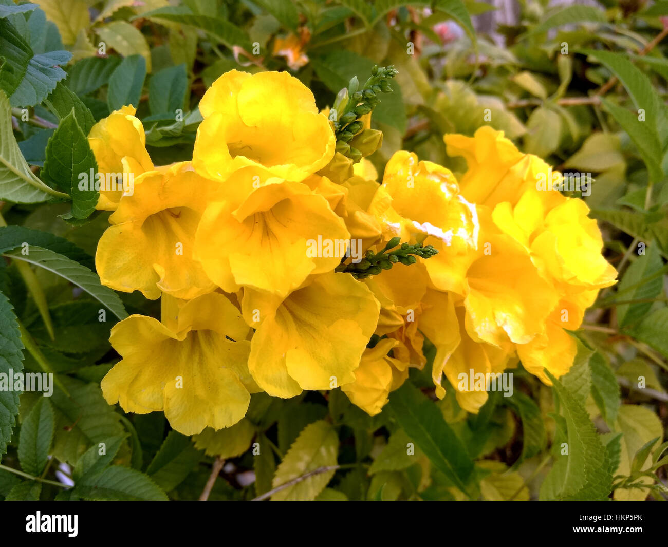 Yellow garden flowers with five petals Stock Photo - Alamy