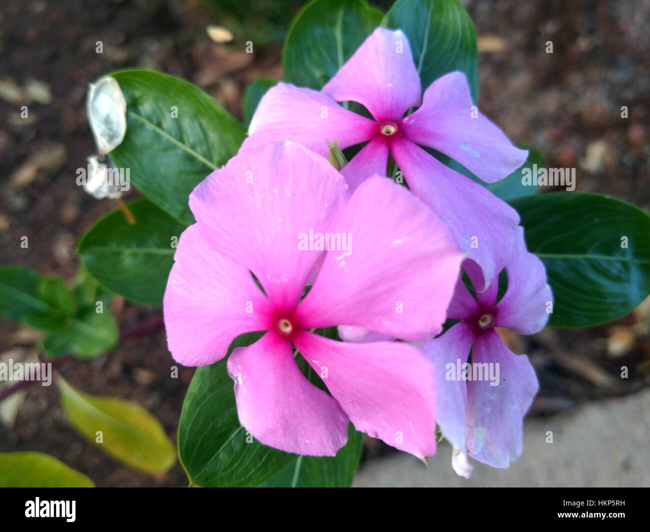 White pink periwinkle hi-res stock photography and images - Alamy