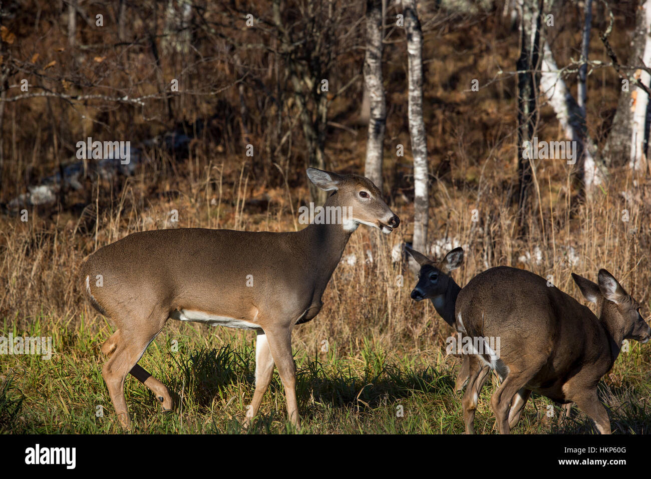 Whitetail ears back hi-res stock photography and images - Alamy