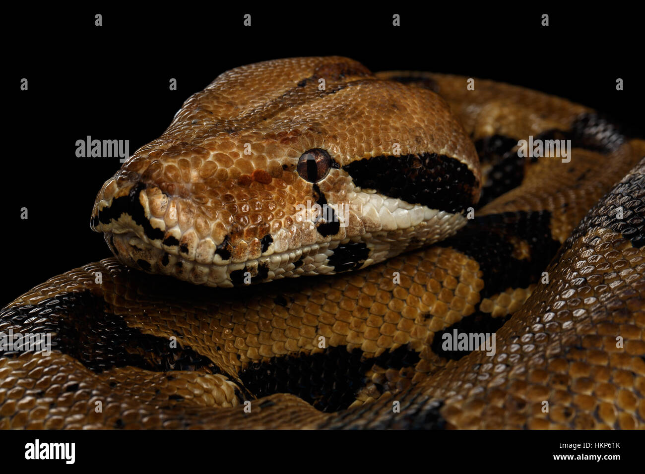 Boa constrictor imperator color, on isolated black background Stock ...