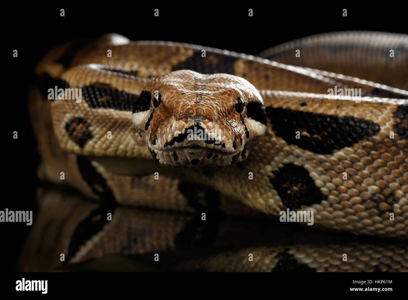 Boa constrictor imperator color, on isolated black background Stock ...