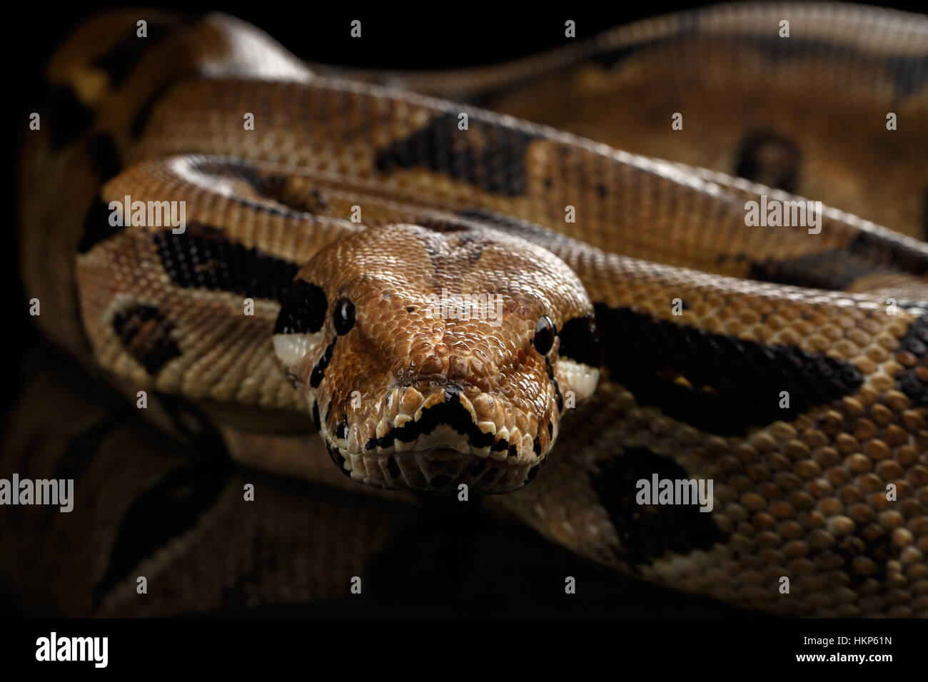 Boa constrictor imperator color, on isolated black background Stock ...