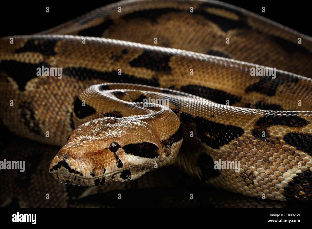 Boa constrictor imperator color, on isolated black background Stock ...