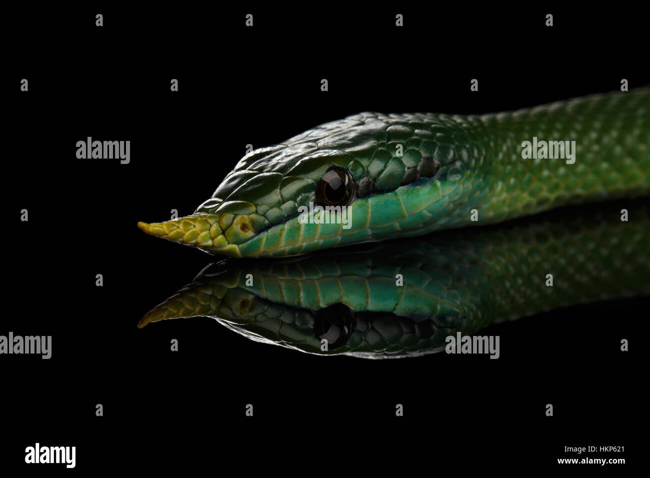Long nosed tree snake hi-res stock photography and images - Alamy