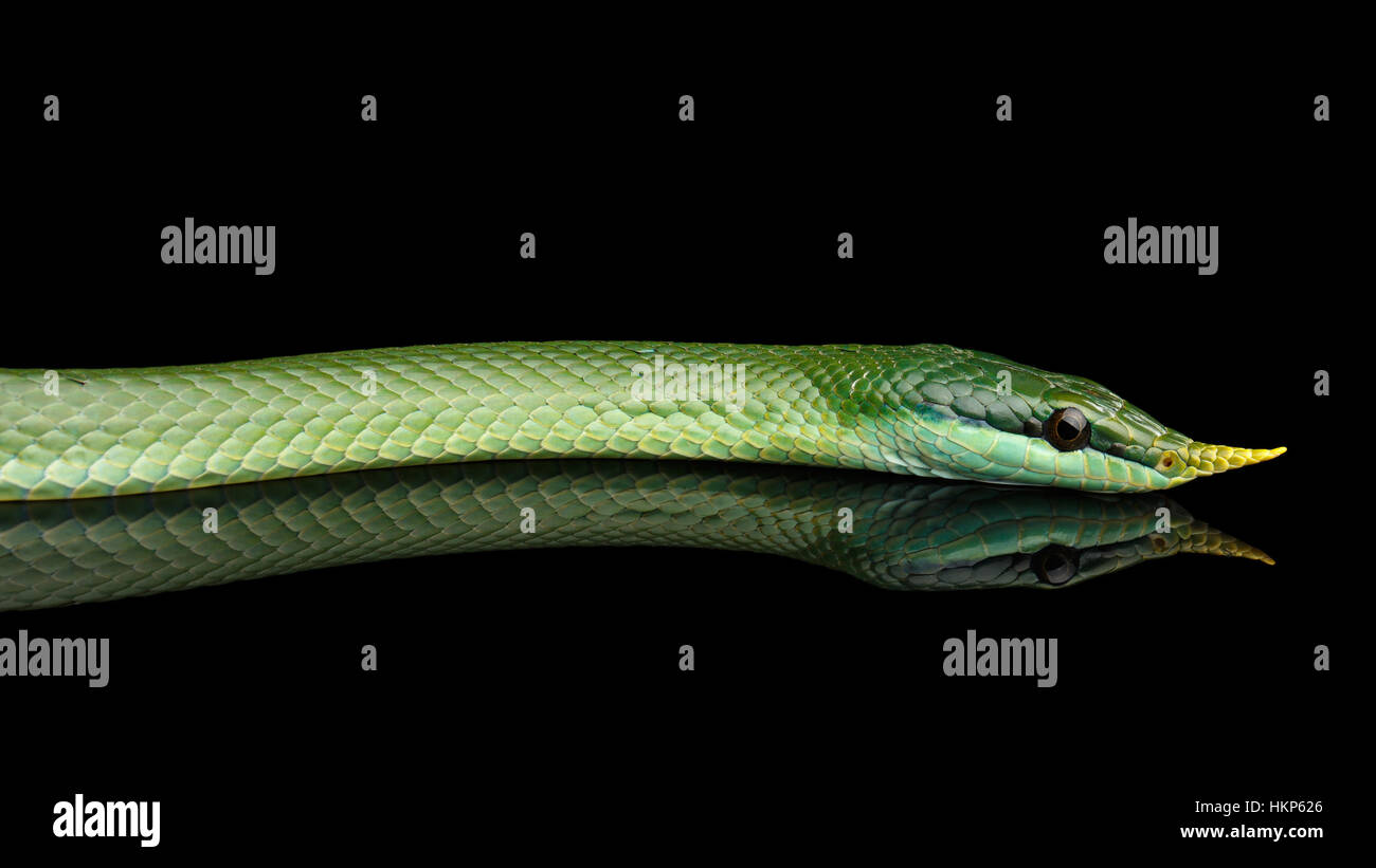 Green long nosed snake, Rhinoceros Ratsnake Stock Photo - Alamy