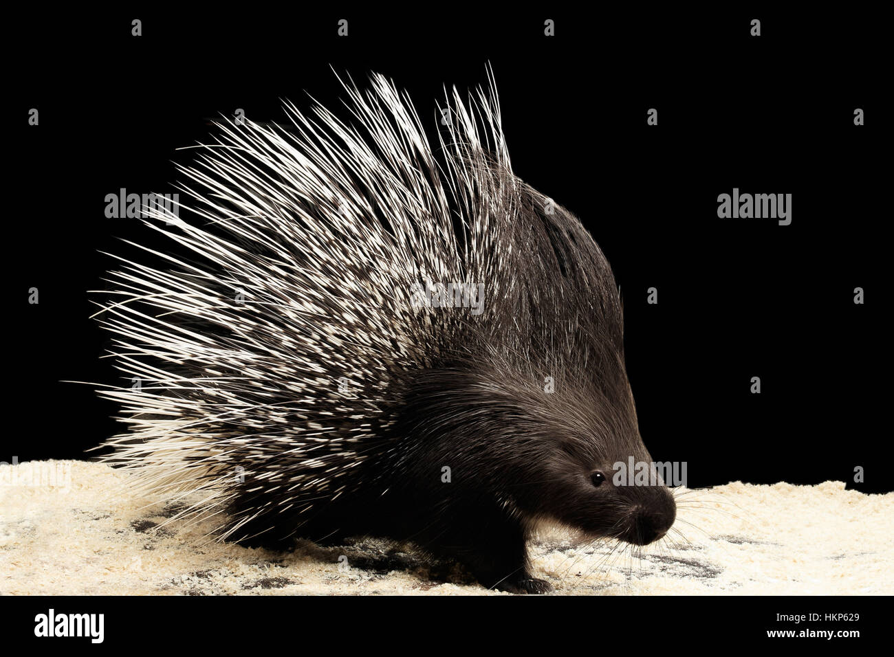 Porcupine isolated on black background Stock Photo - Alamy