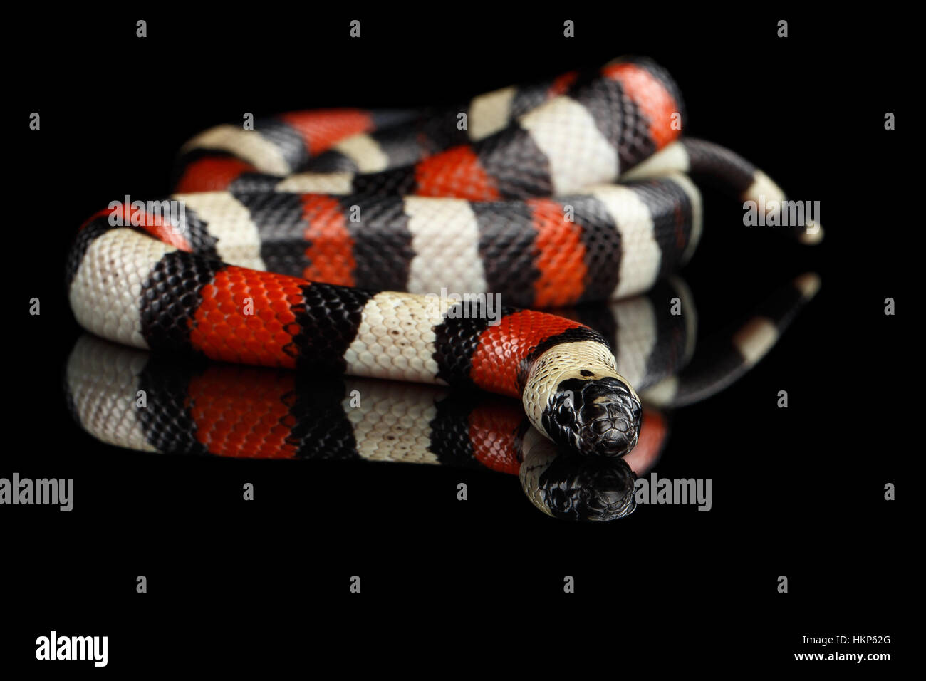 Lampropeltis triangulum campbelli hi-res stock photography and images ...