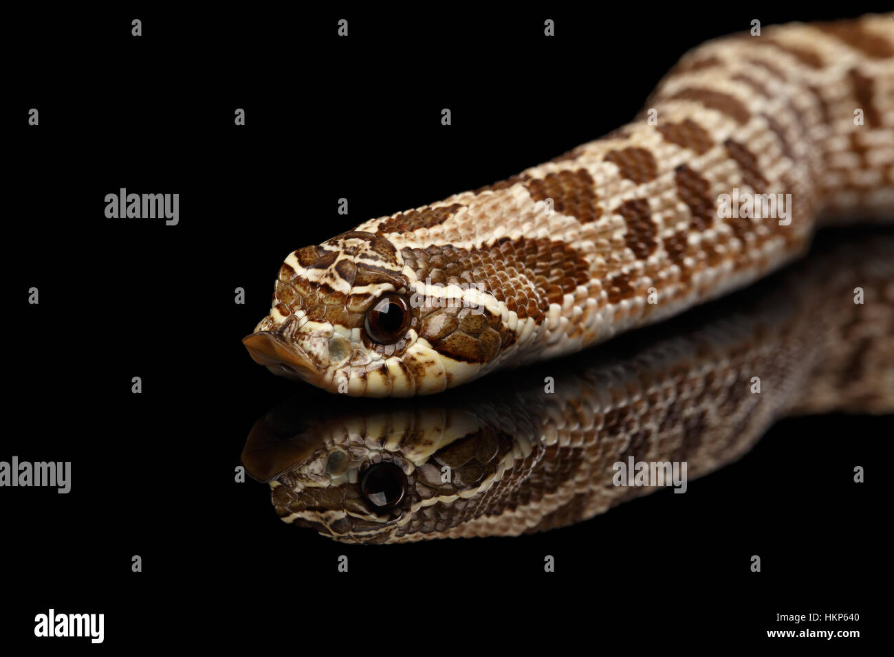 Closeup Western Hognose Snake, isolated on black background Stock Photo ...