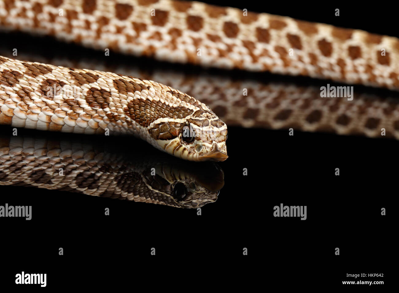 Closeup Western Hognose Snake, isolated on black background Stock Photo ...