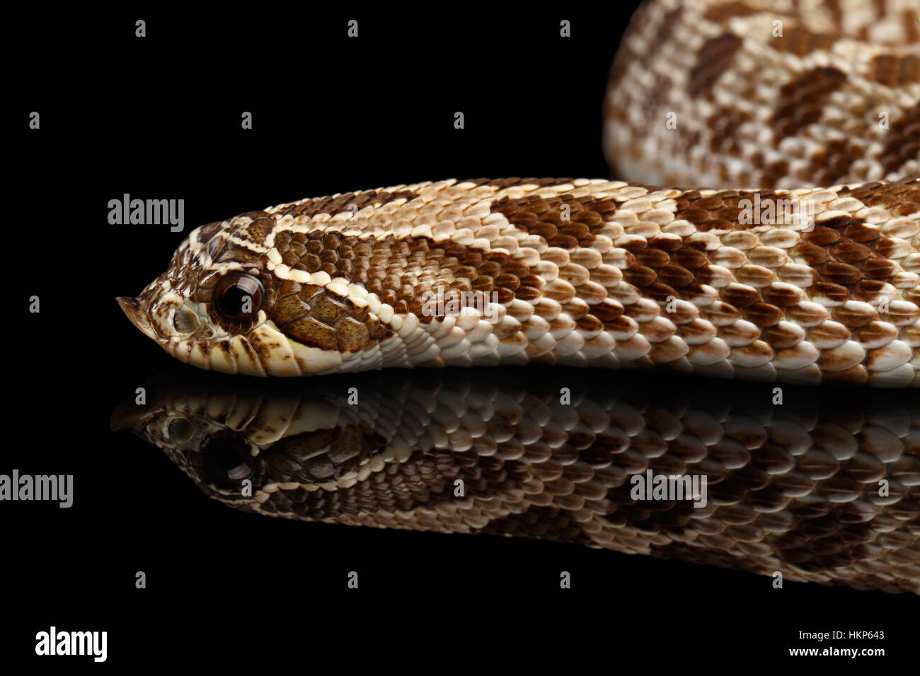 Closeup Western Hognose Snake, isolated on black background Stock Photo ...