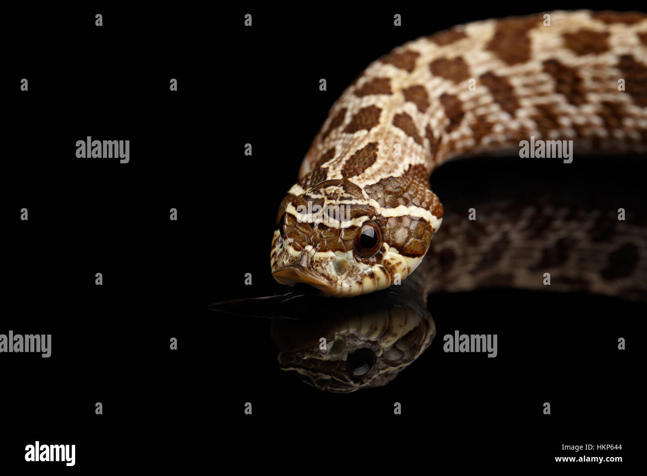 Closeup Western Hognose Snake, isolated on black background Stock Photo ...