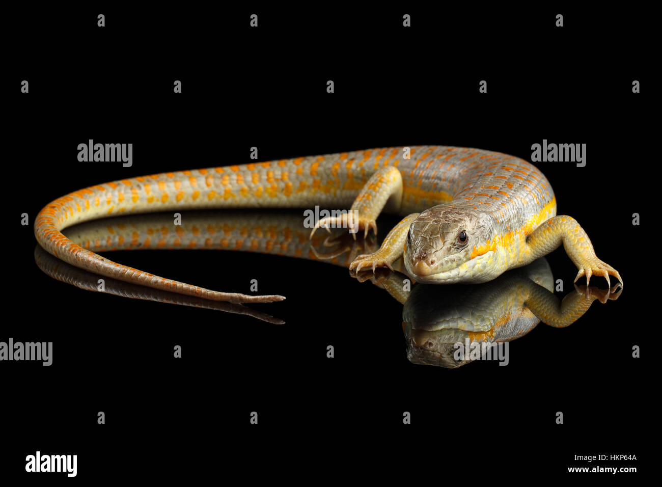 Schneider's skink, eumeces schneideri on isolated black background ...
