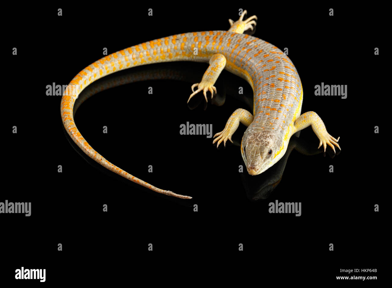 Schneiders skink hi-res stock photography and images - Alamy