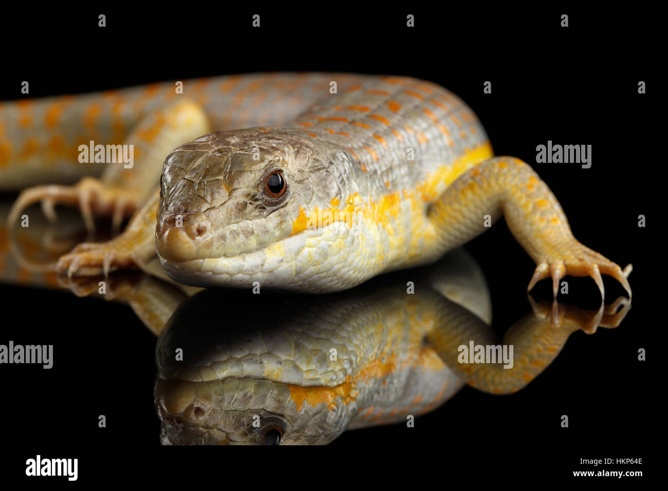 Schneiders skink hi-res stock photography and images - Alamy