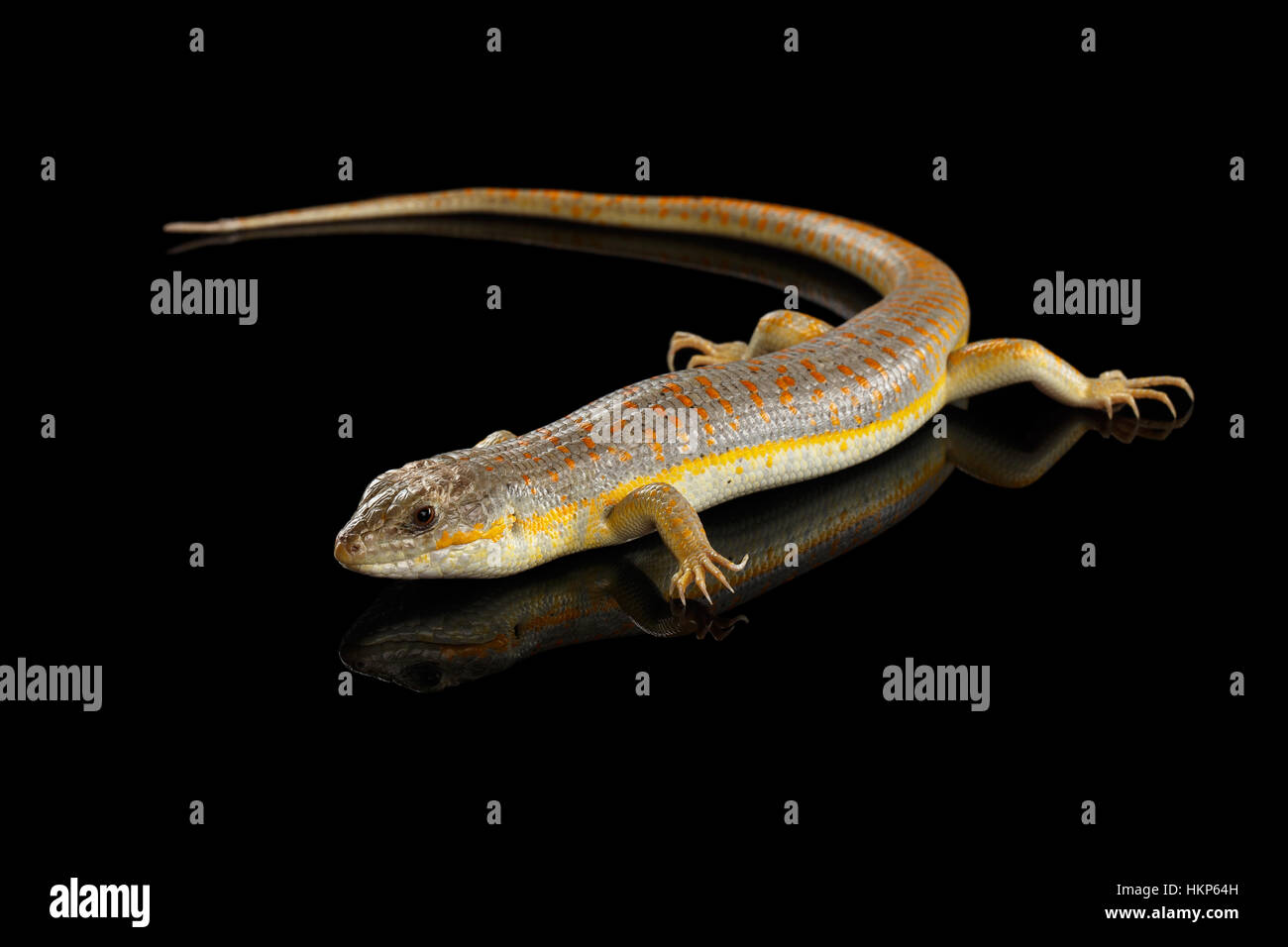 Schneider's skink, eumeces schneideri on isolated black background ...