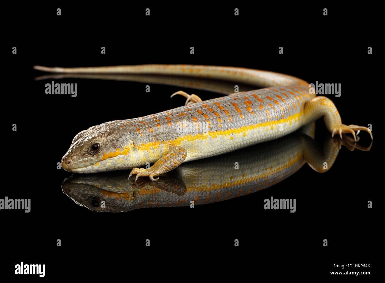 Schneider's skink, eumeces schneideri on isolated black background ...