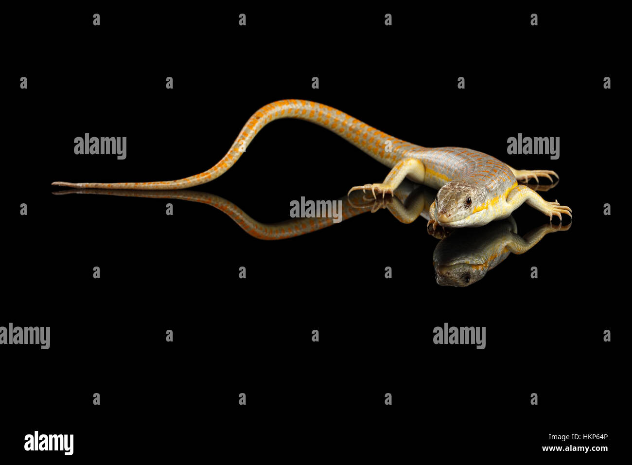 Schneiders skink hi-res stock photography and images - Alamy