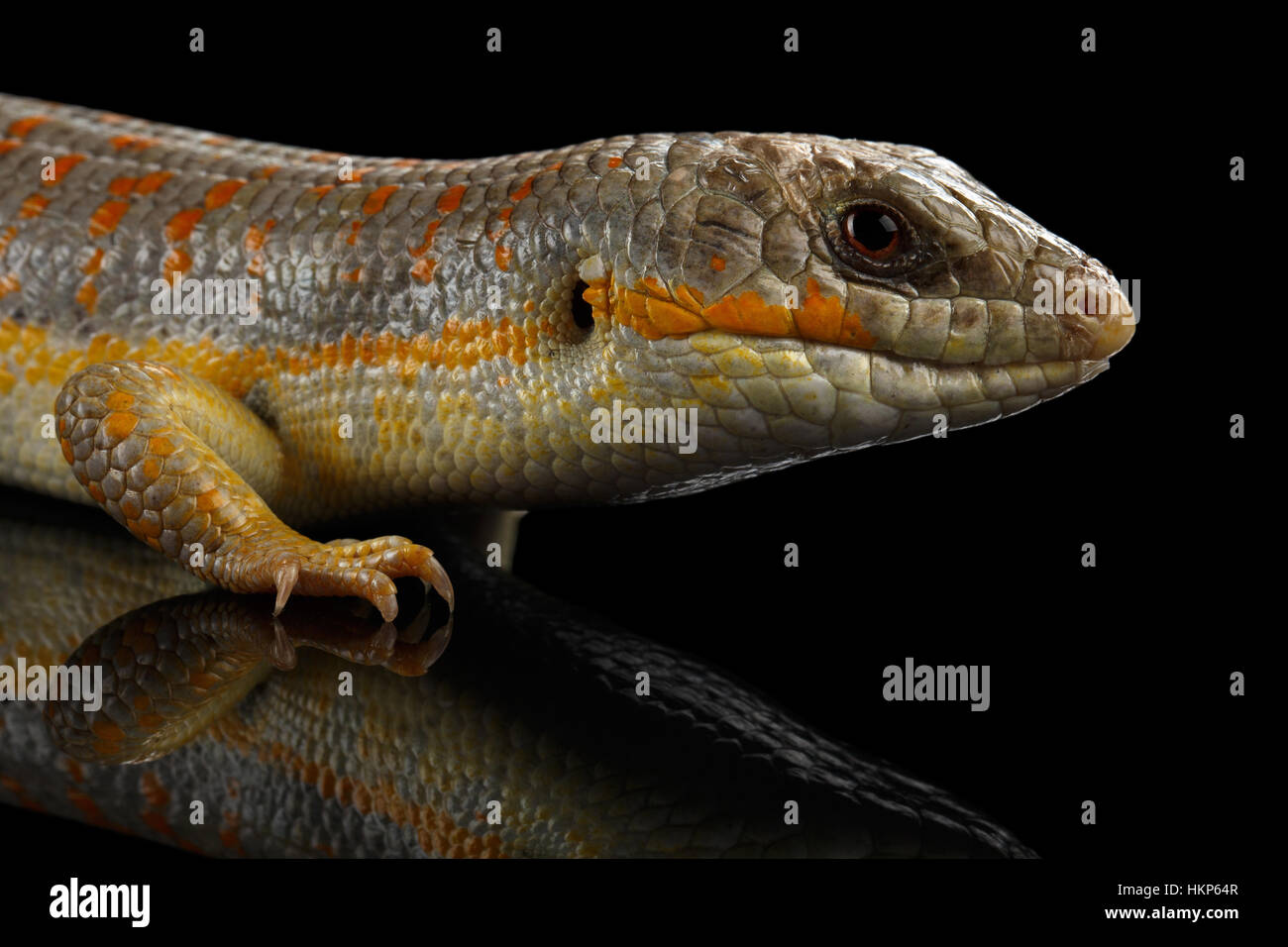 Schneider's skink, eumeces schneideri on isolated black background ...