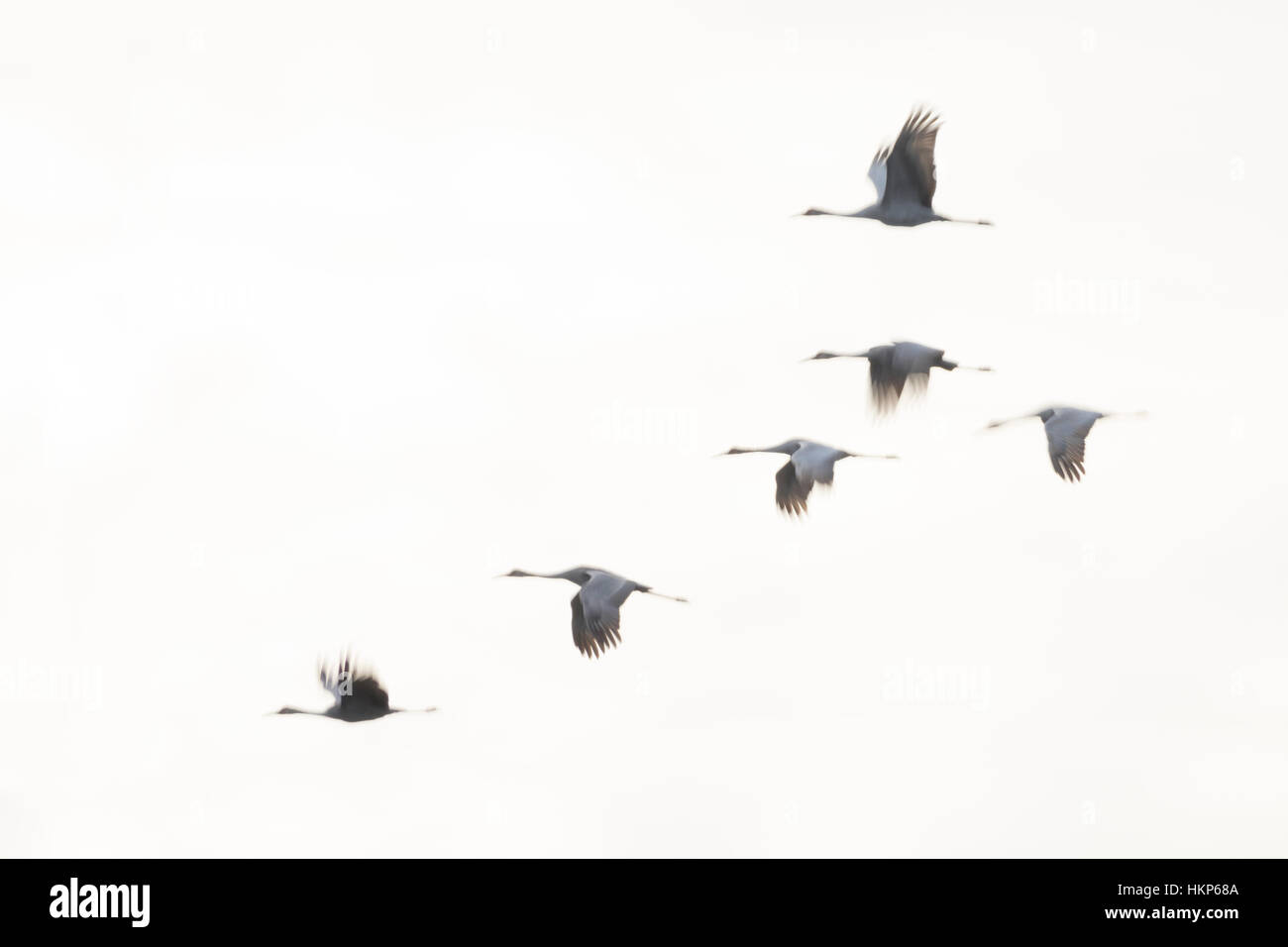 Flock of wintering Sandhill Crane birds flying over Paynes Prairie, FL ...
