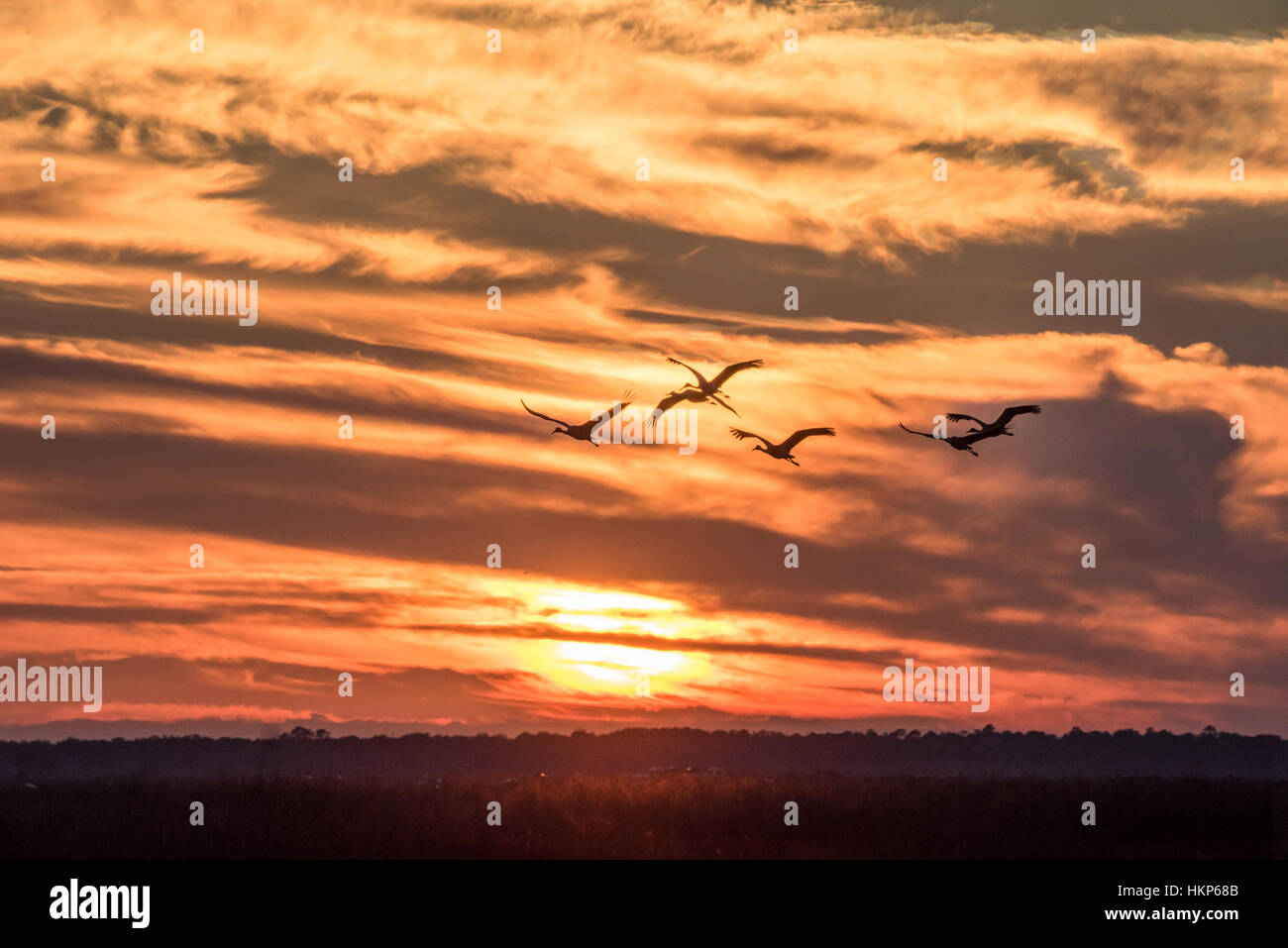 Birds in flight silhouette hi-res stock photography and images - Alamy