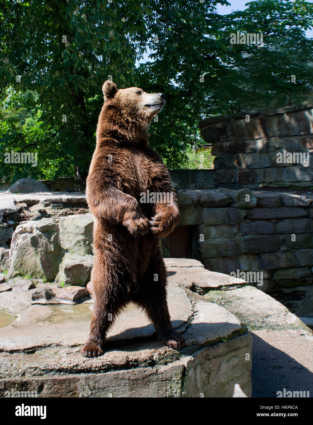 big brown bear in the city zoo on summer sunny day Stock Photo - Alamy