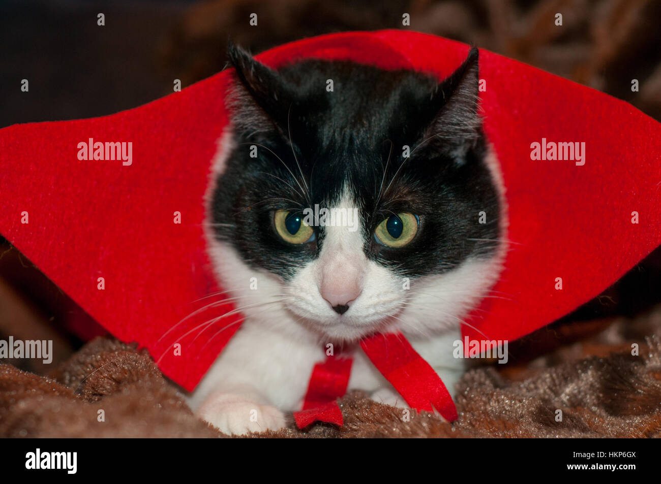 Domestic cat disguised for Halloween, Dracula Stock Photo - Alamy