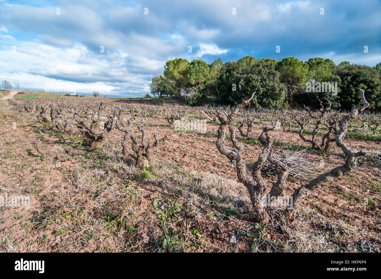 vine field, , Barcelona, Spain Stock Photo - Alamy