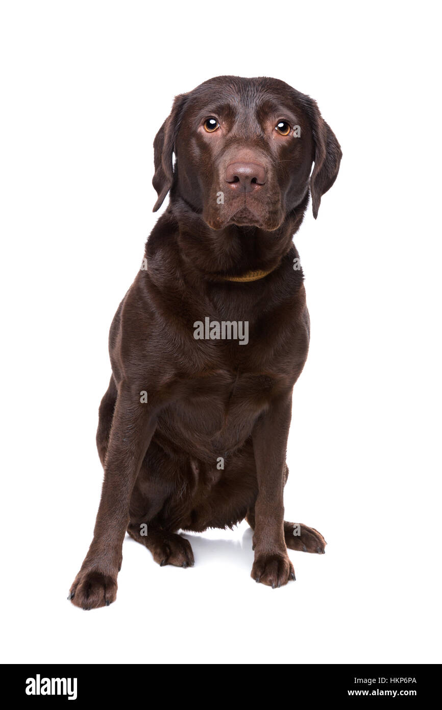 chocolate labrador retriever in front of a white background Stock Photo ...