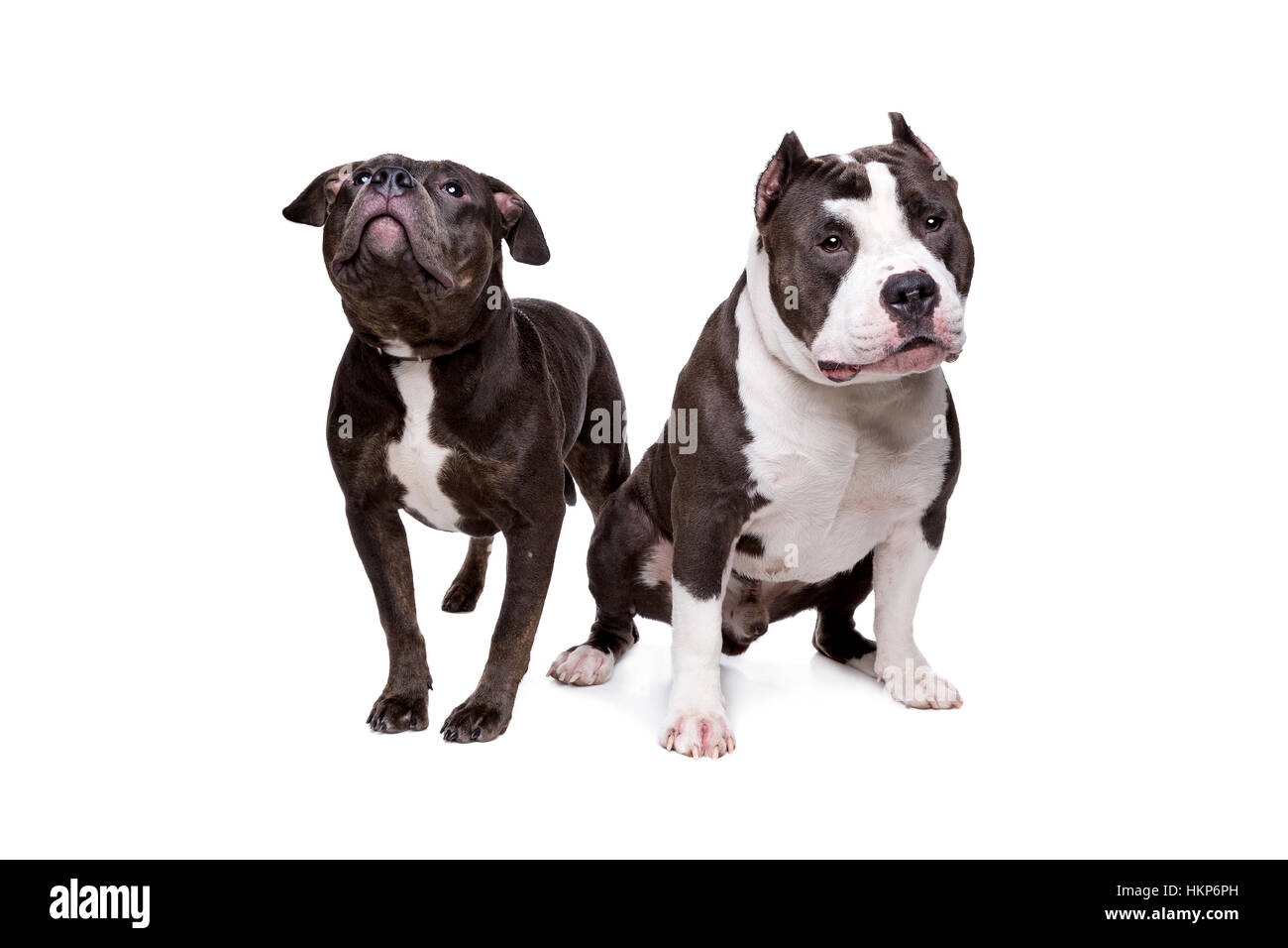 two pit bull dogs in front of a white background Stock Photo - Alamy