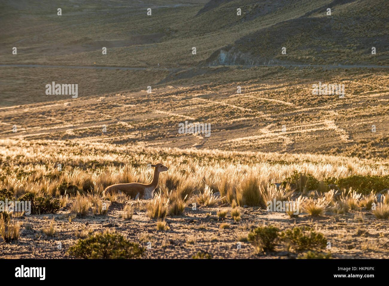 Vicugnas wild South American camelids in the high alpine areas of the ...