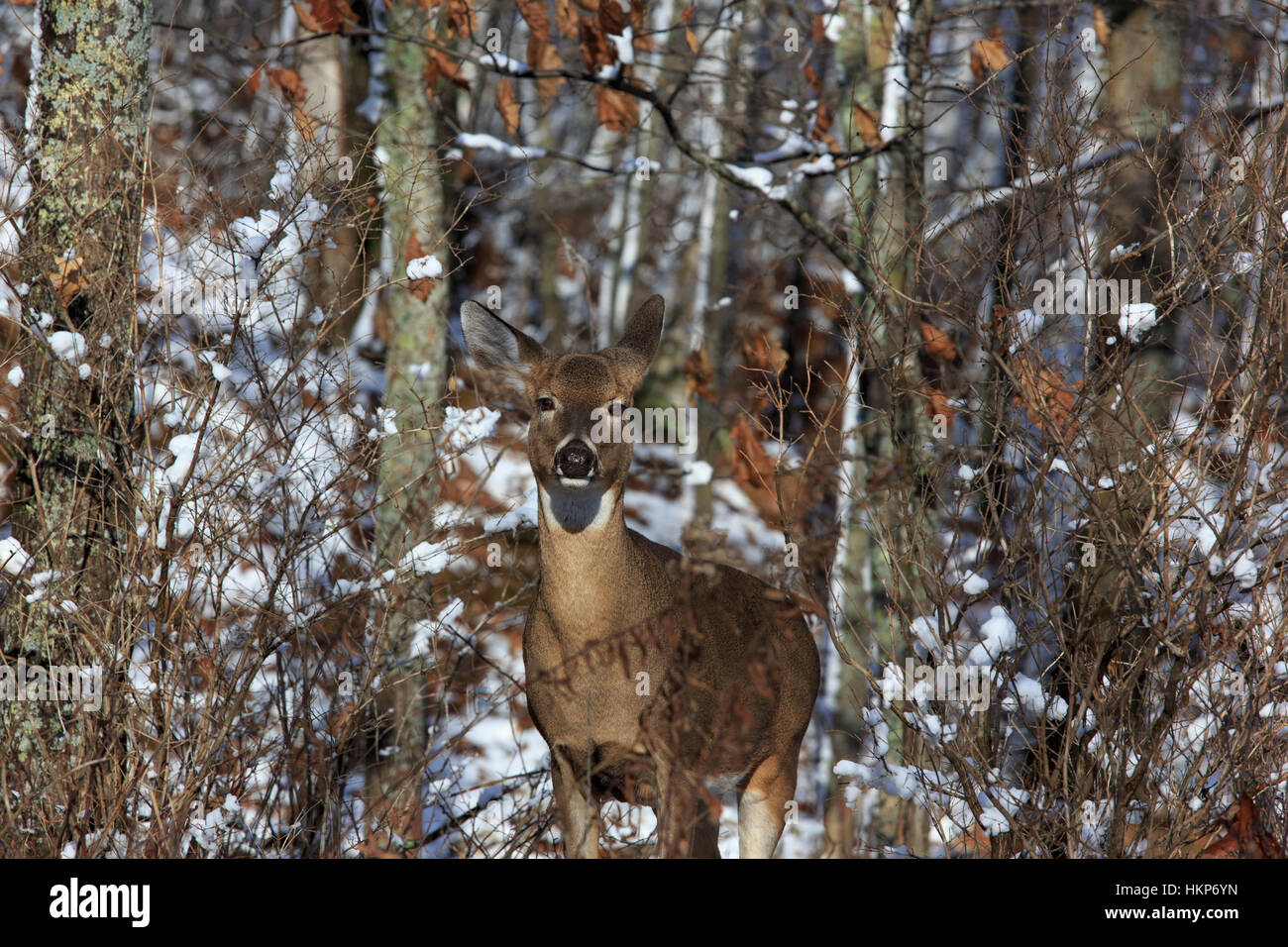 Deer staring hi-res stock photography and images - Alamy
