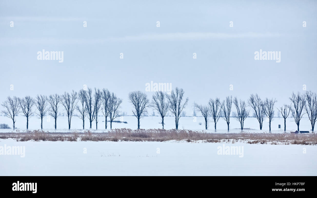 Landscape with a row of trees in winter time Stock Photo - Alamy