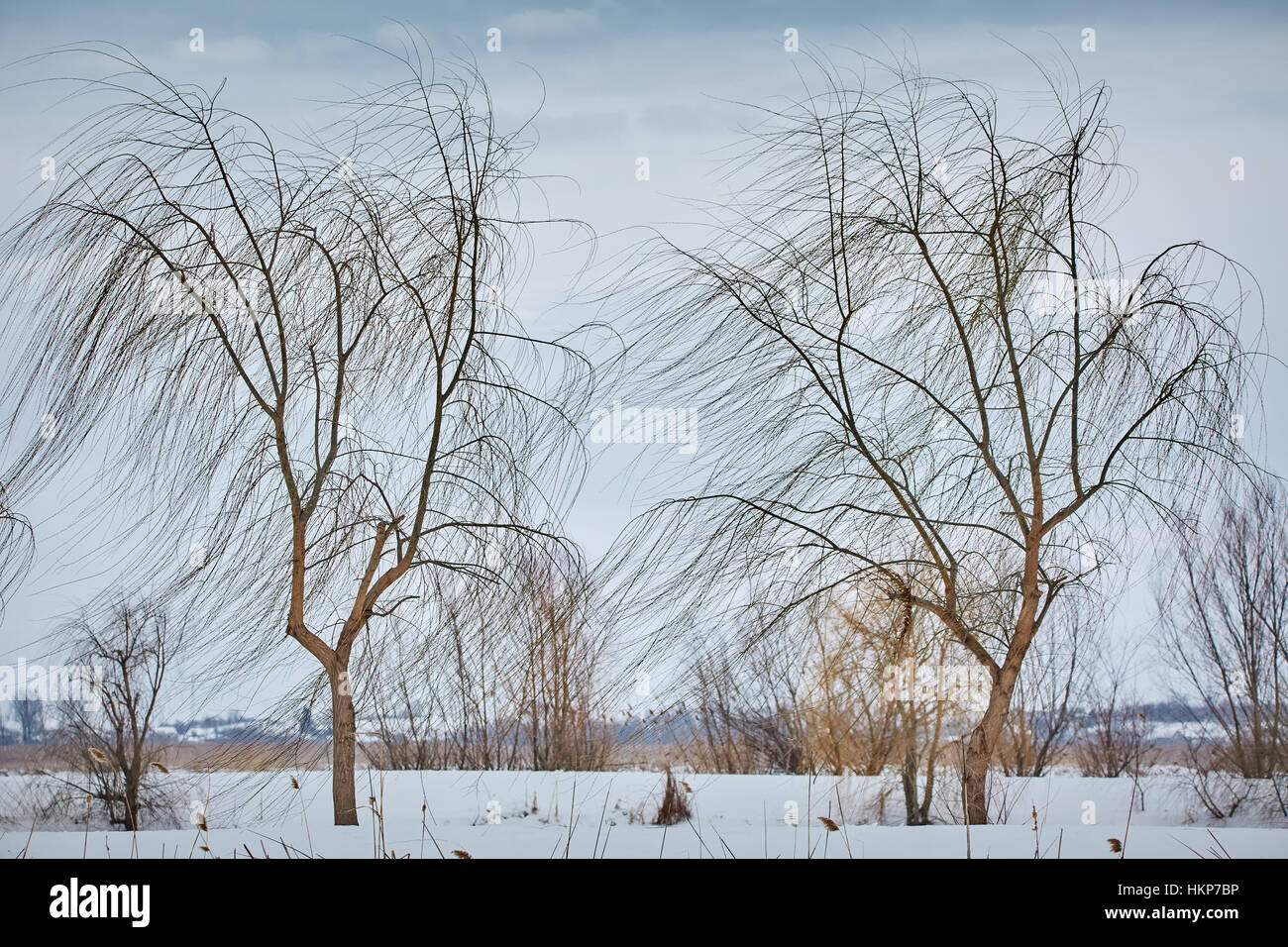 Weeping willows trees in the snow in a winter day Stock Photo - Alamy