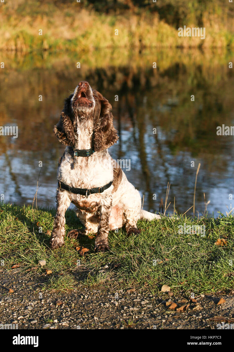 Springer Spaniel next to water Stock Photo - Alamy