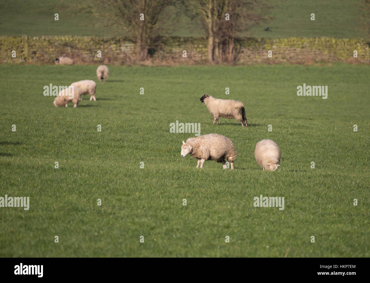 Flock free range grass hi-res stock photography and images - Alamy