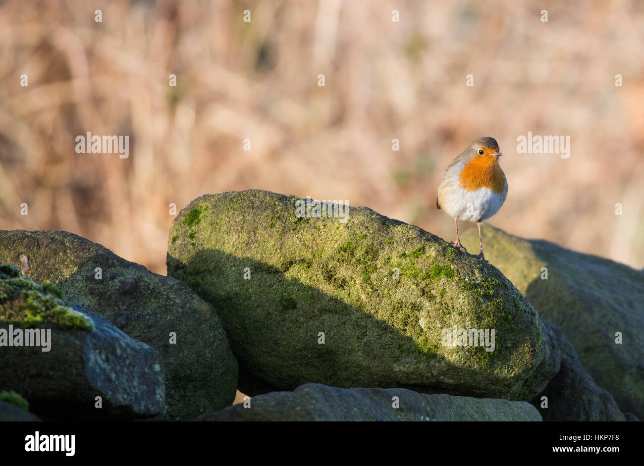A robin stands on a dry stone wall Stock Photo - Alamy