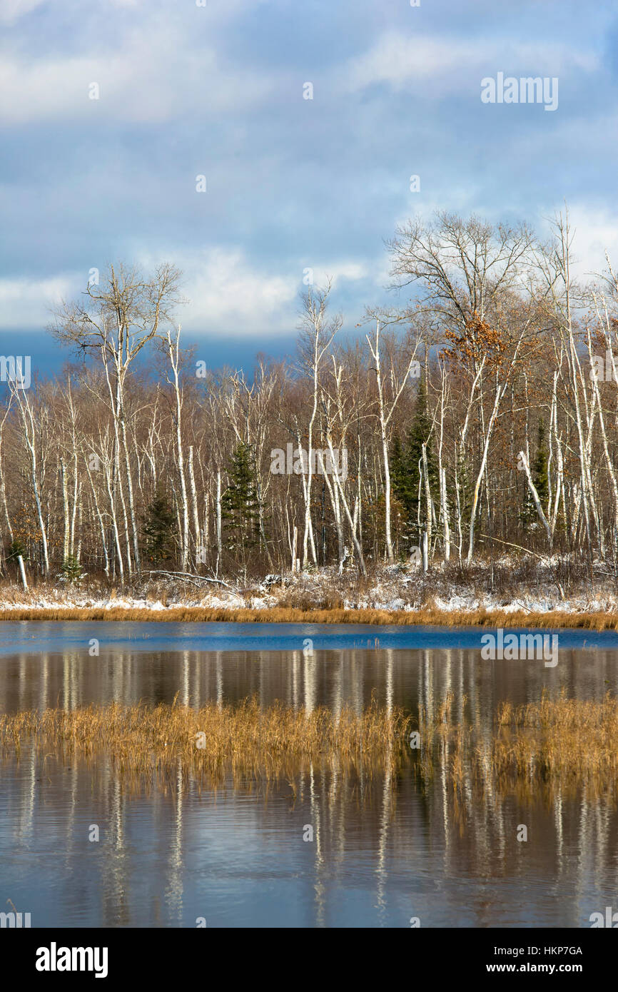 Snowfall in northern wild forest hi-res stock photography and images ...