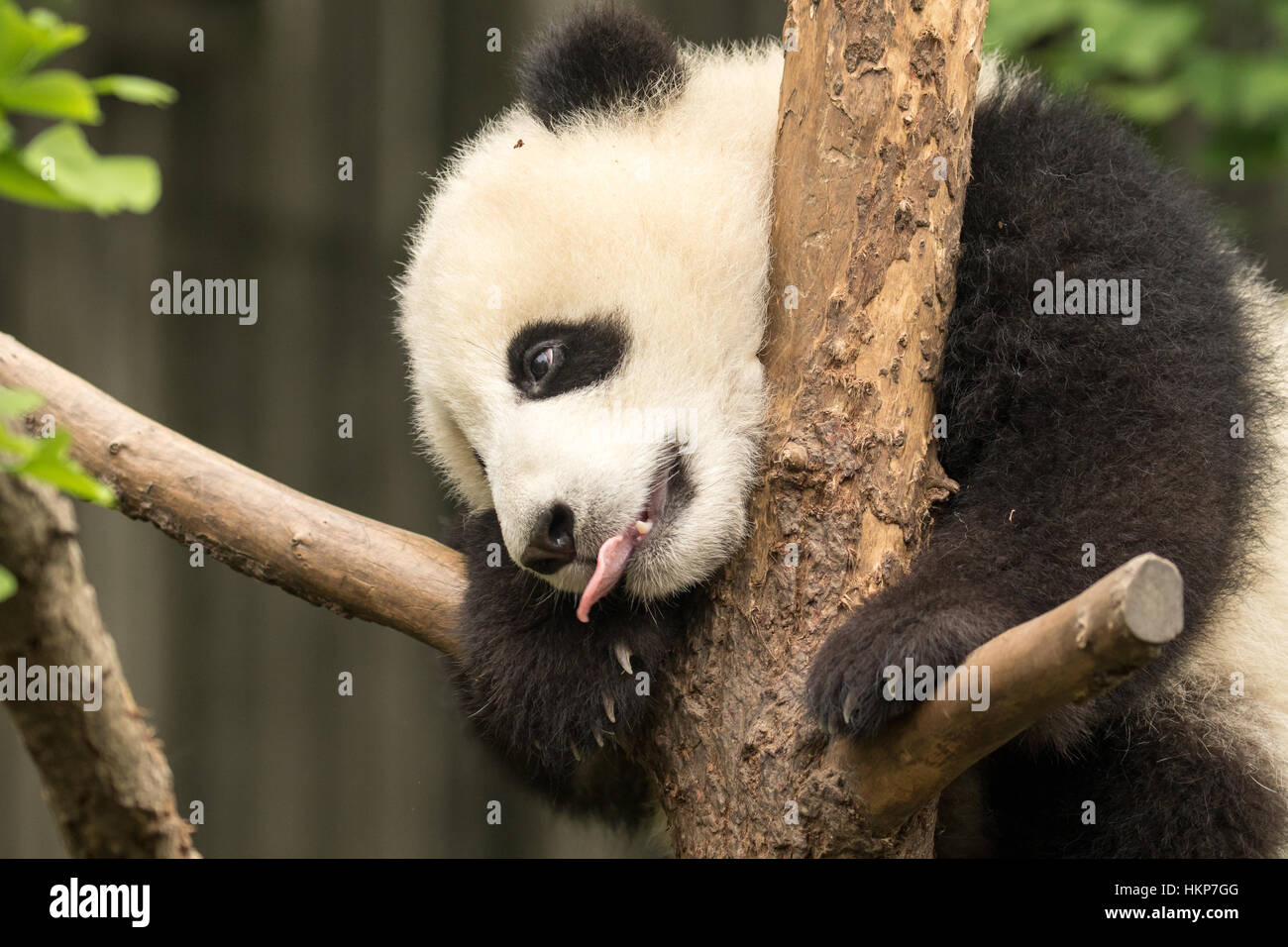 Panda base hi-res stock photography and images - Alamy