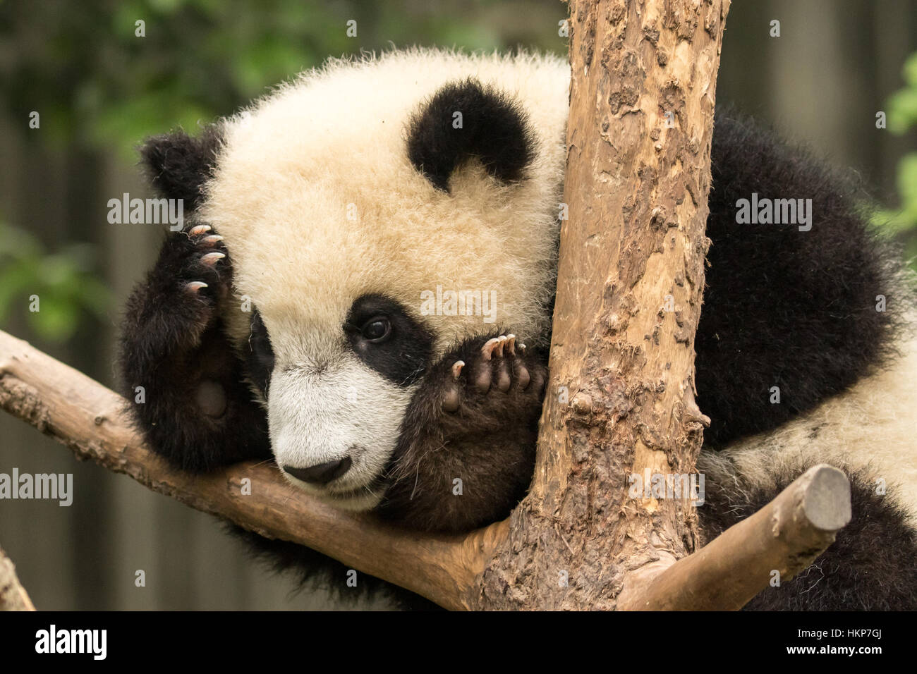 Panda cub hi-res stock photography and images - Alamy