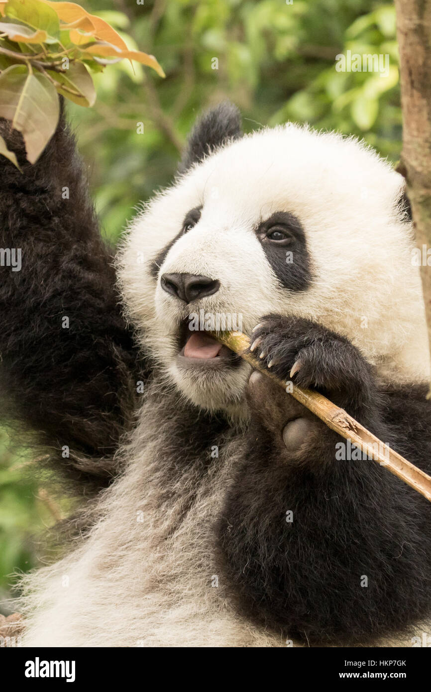 Panda eating bamboo Stock Photo - Alamy