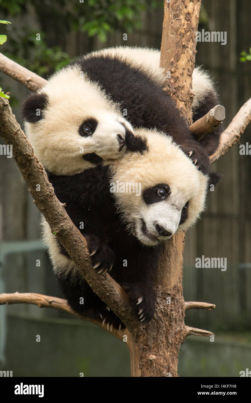 Playful pandas hi-res stock photography and images - Alamy