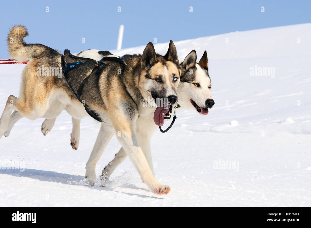 musher dogteam driver and Siberian husky at snow winter competition ...