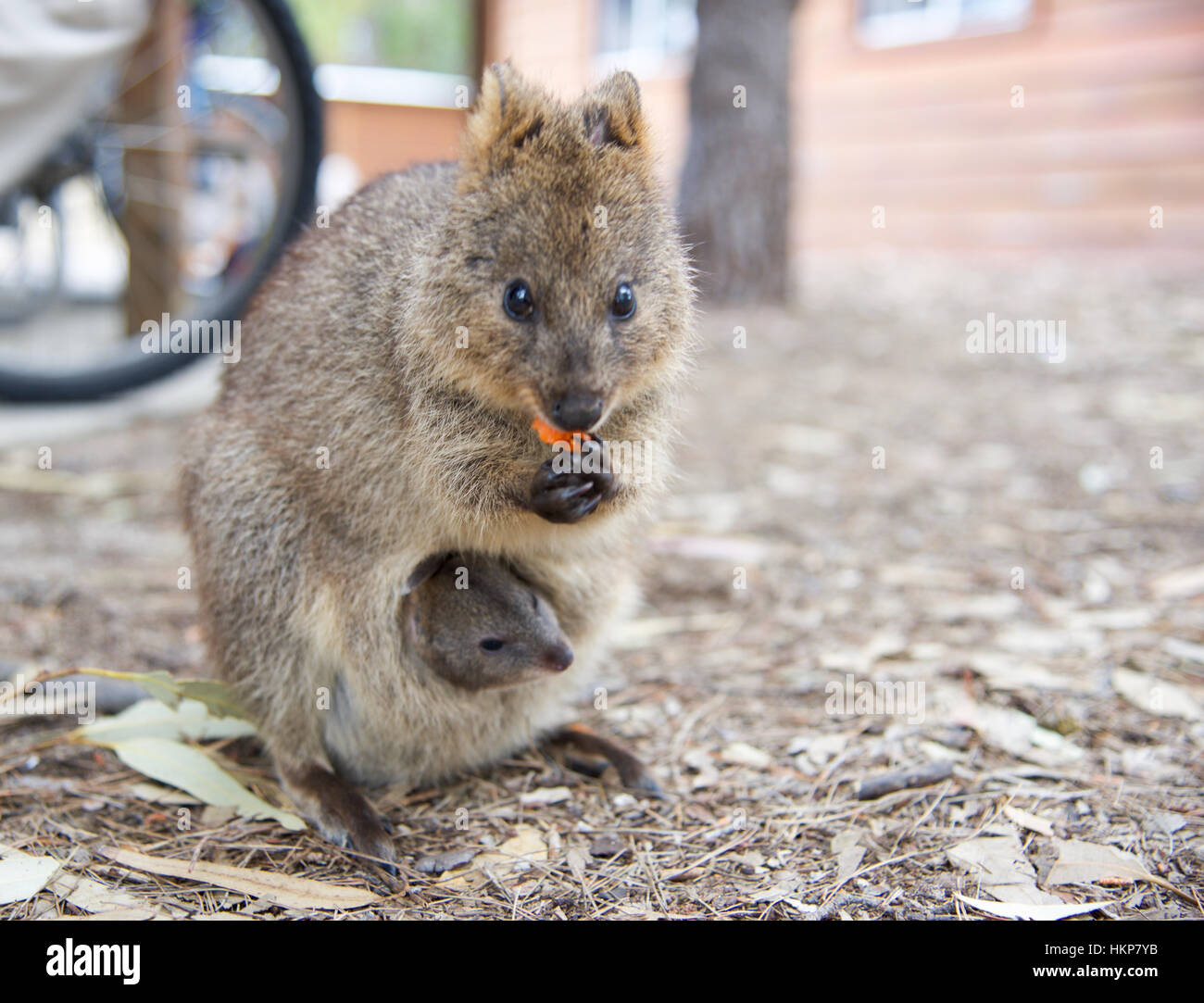 Mother quokka feeding on a carrot with her baby peeking out of the ...