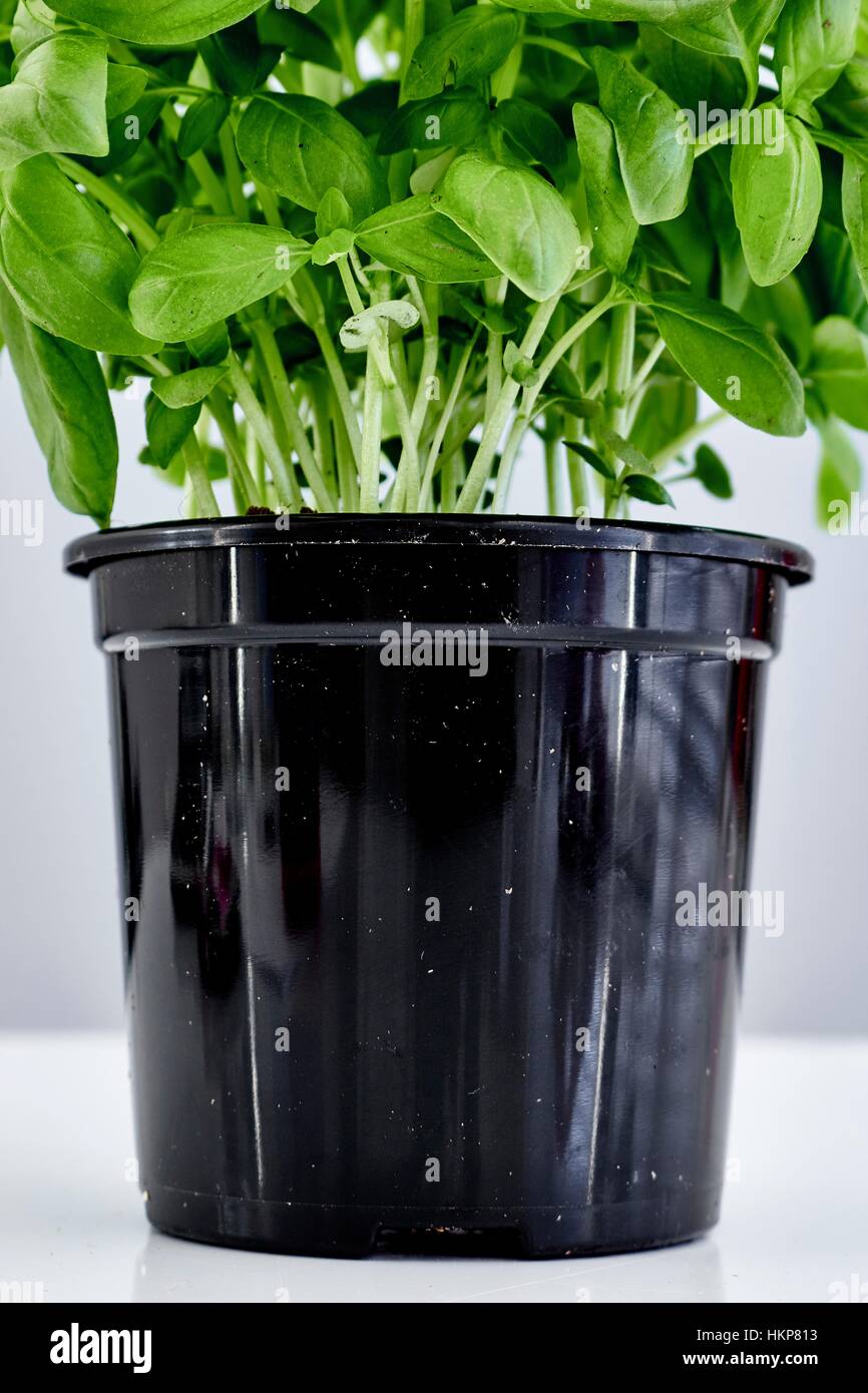 A studio photo of potted basil Stock Photo - Alamy