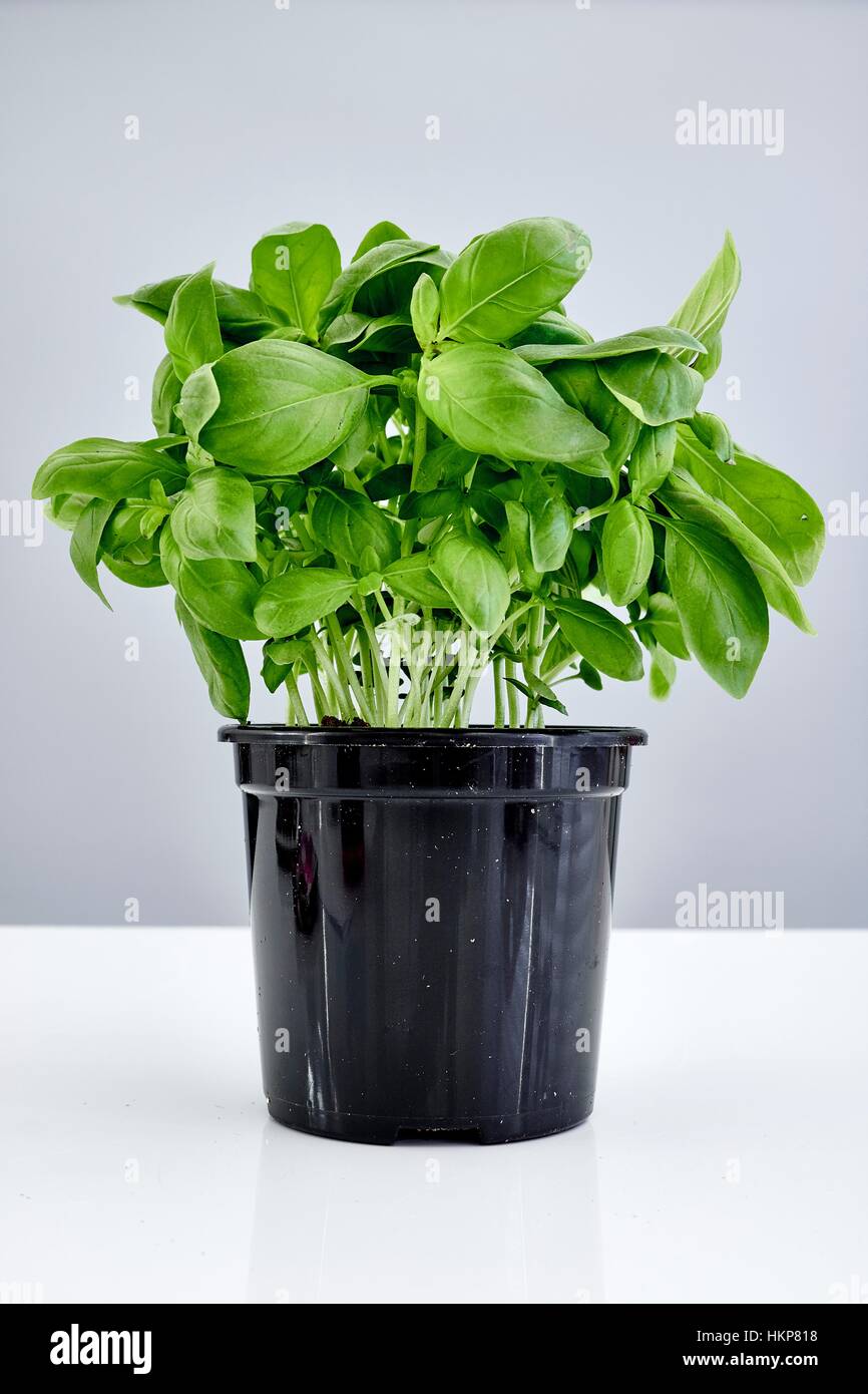 A studio photo of potted basil Stock Photo - Alamy