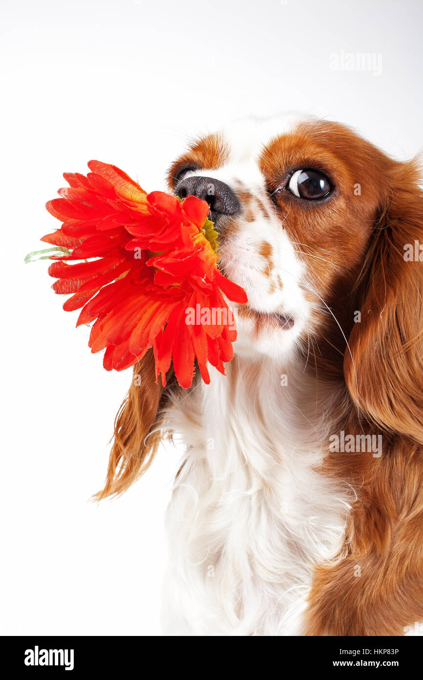 Happy Dog celebrate spring coming holding flower Stock Photo - Alamy