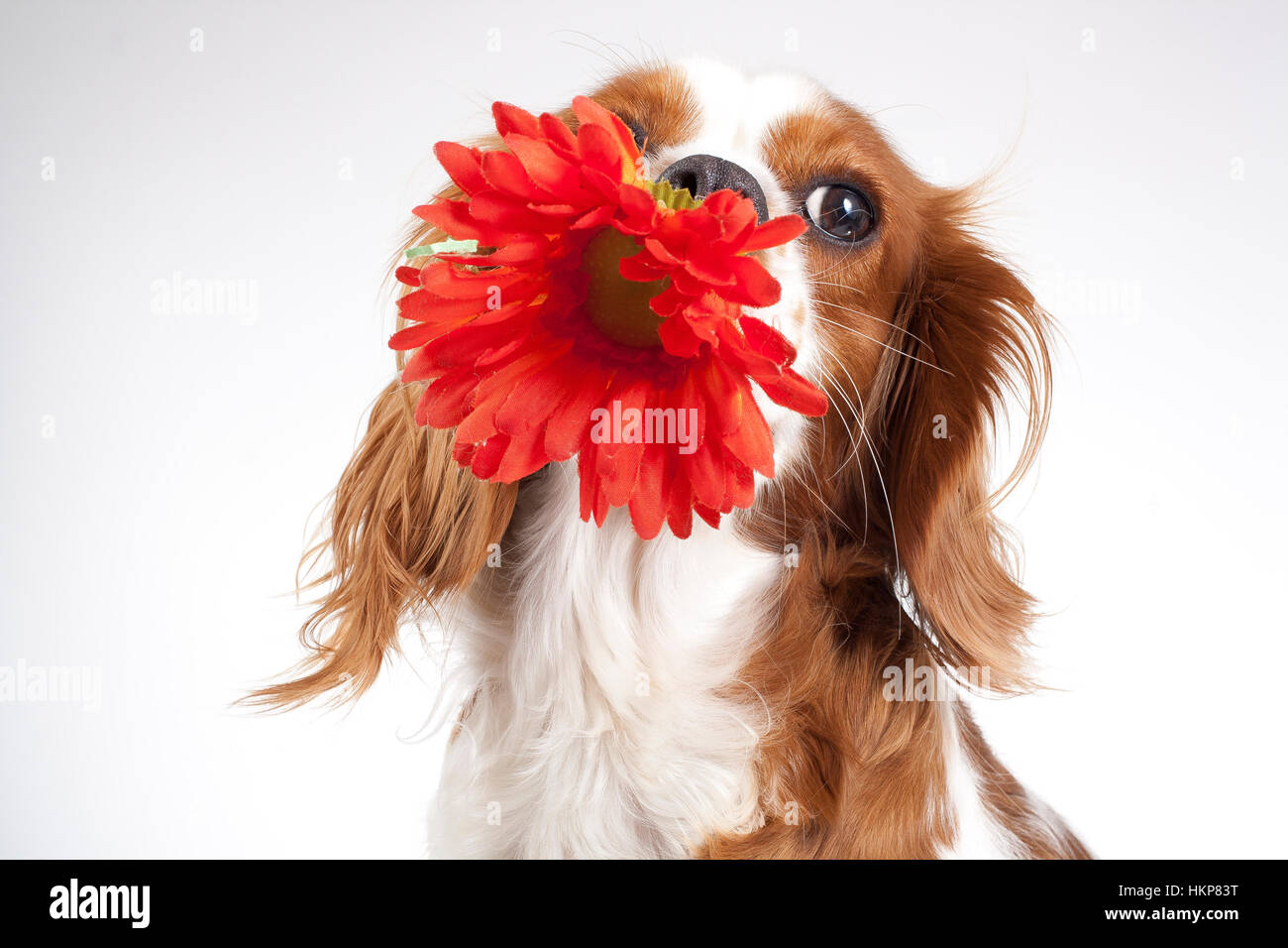 Happy Dog celebrate spring coming holding flower Stock Photo - Alamy